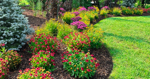 Our 5 Favorite Low-Maintenance Outdoor Plants for Easy Care